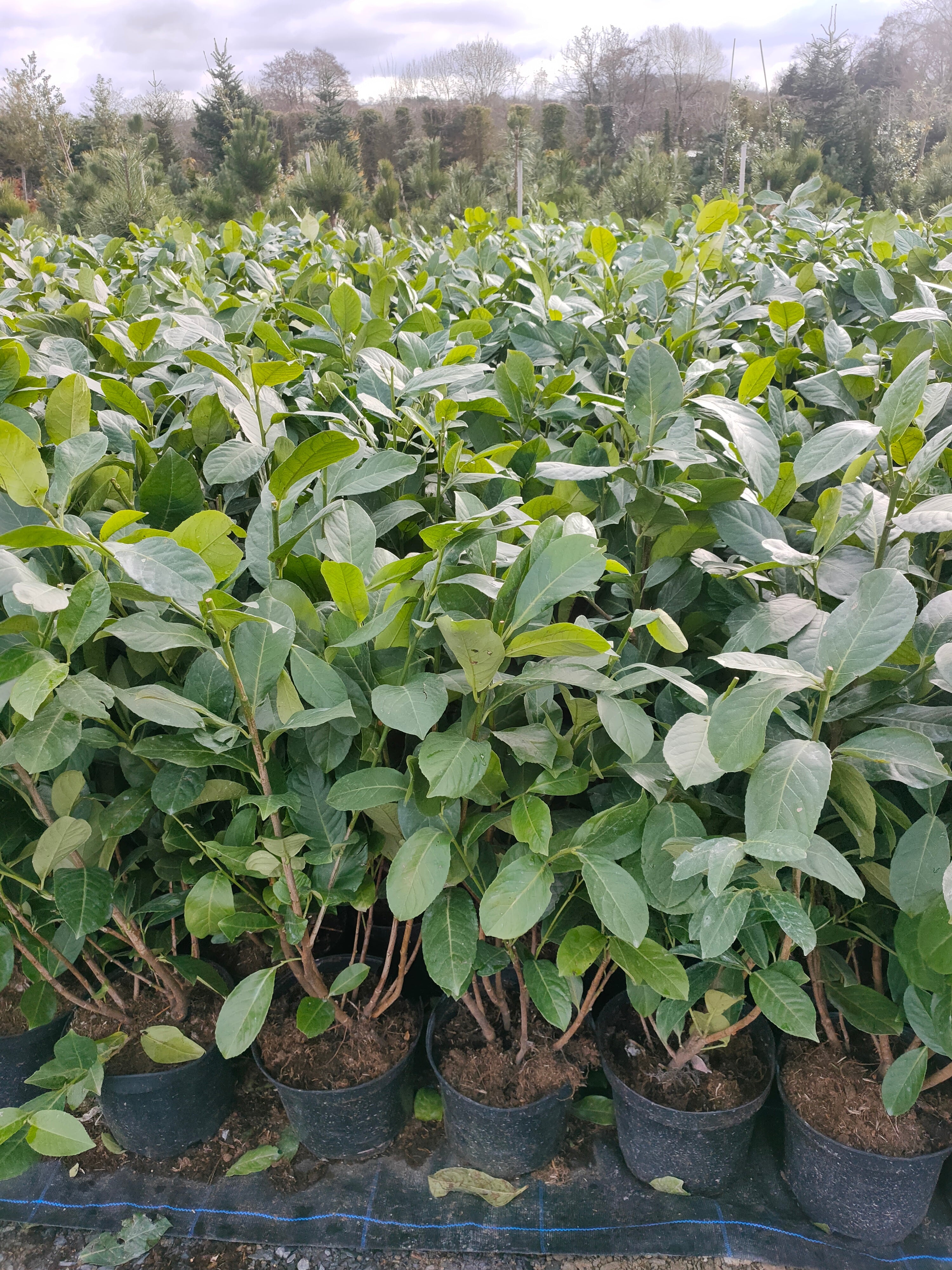 Potted Hedging At Derwen Garden Centre – Derwen Wholesale