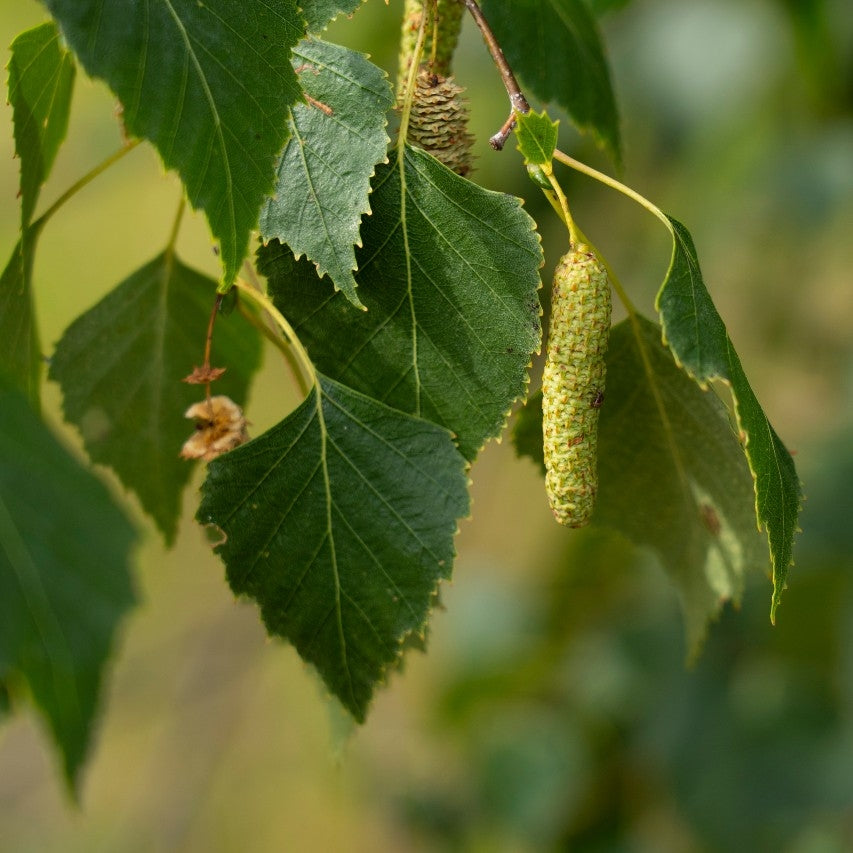 Betula pendula Silver Birch Tree 2L | Derwen Garden