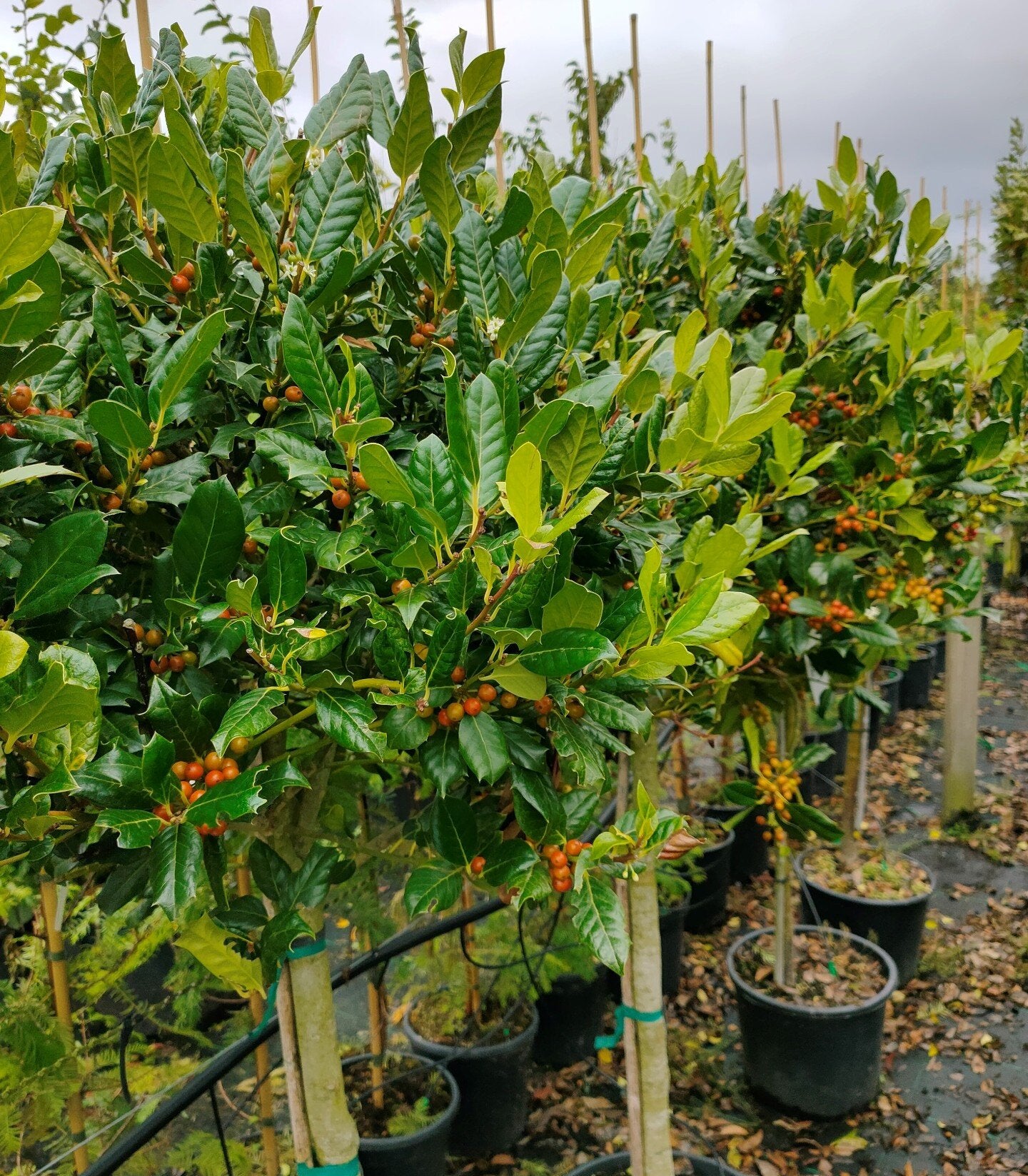Ilex 'Nellie R. Stevens' - 1/2 std - Clear Stem – Derwen Wholesale