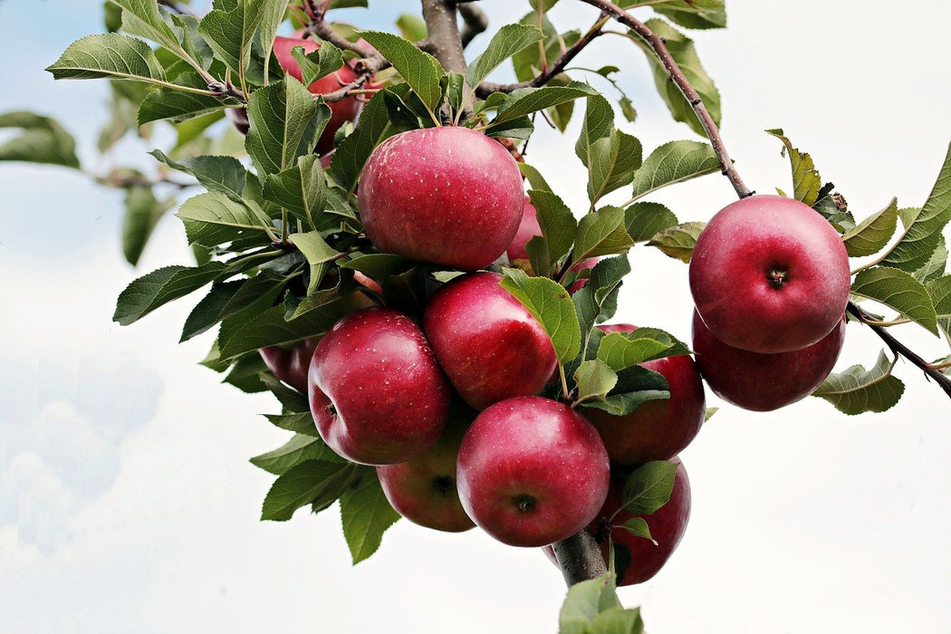 Bare Root Fruit Trees 5-6ft | Apples, Pears & Plums