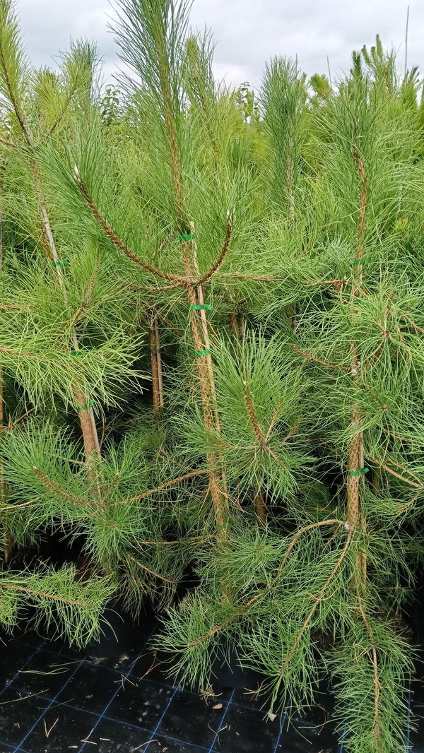 Pinus 'Austriaca'(Austrian Pine) - 10L Pot-120-150cm – Derwen Wholesale