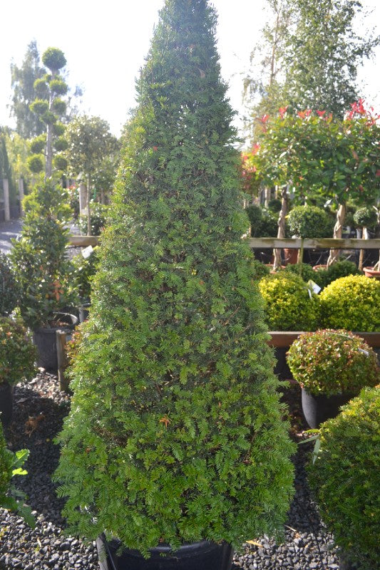 Taxus baccata Cone | English Yew Topiary Tree UK