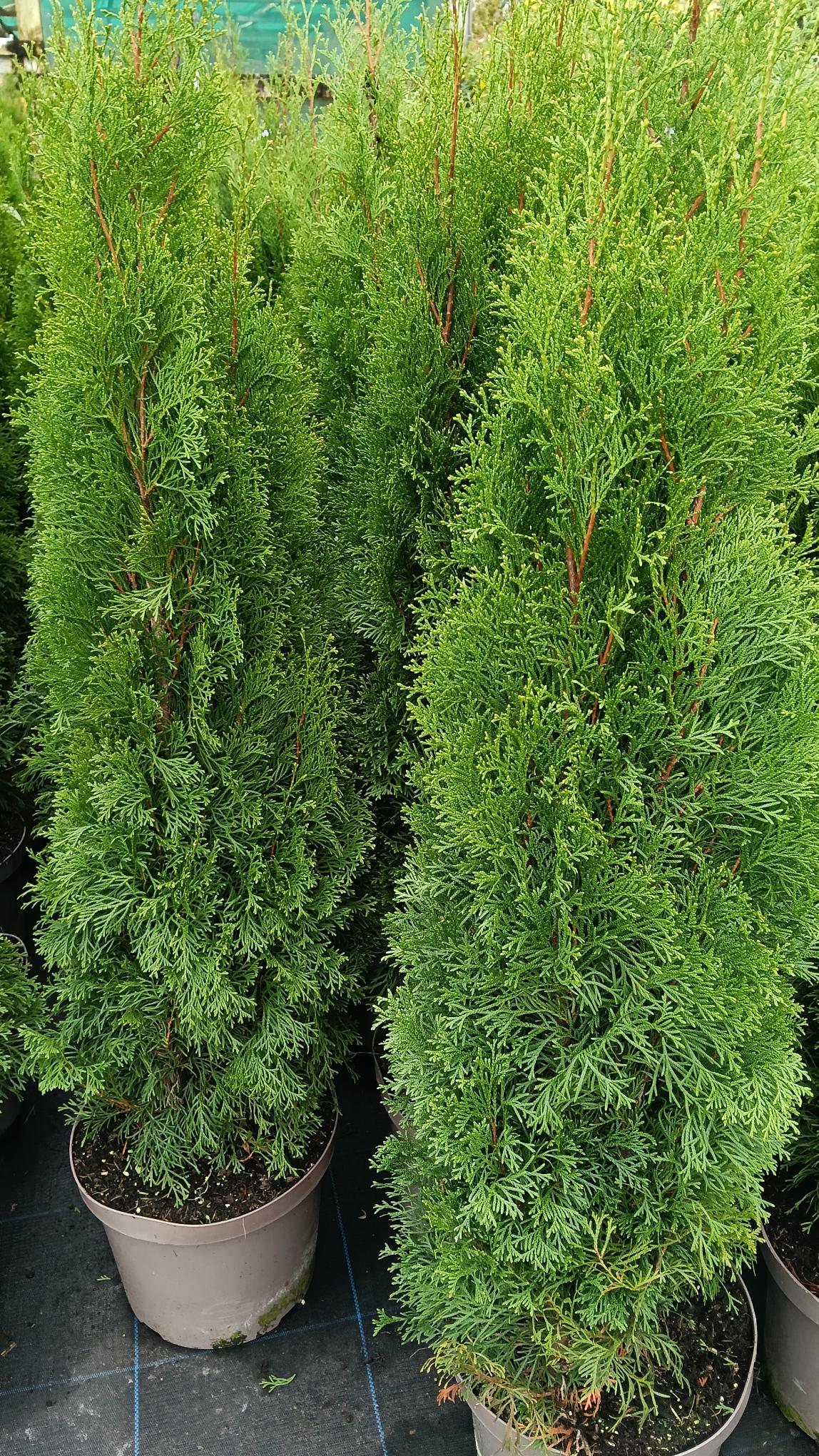 Thuja occidentalis 'Smargd' (White Cedar Smargd) -Potted – Derwen Wholesale