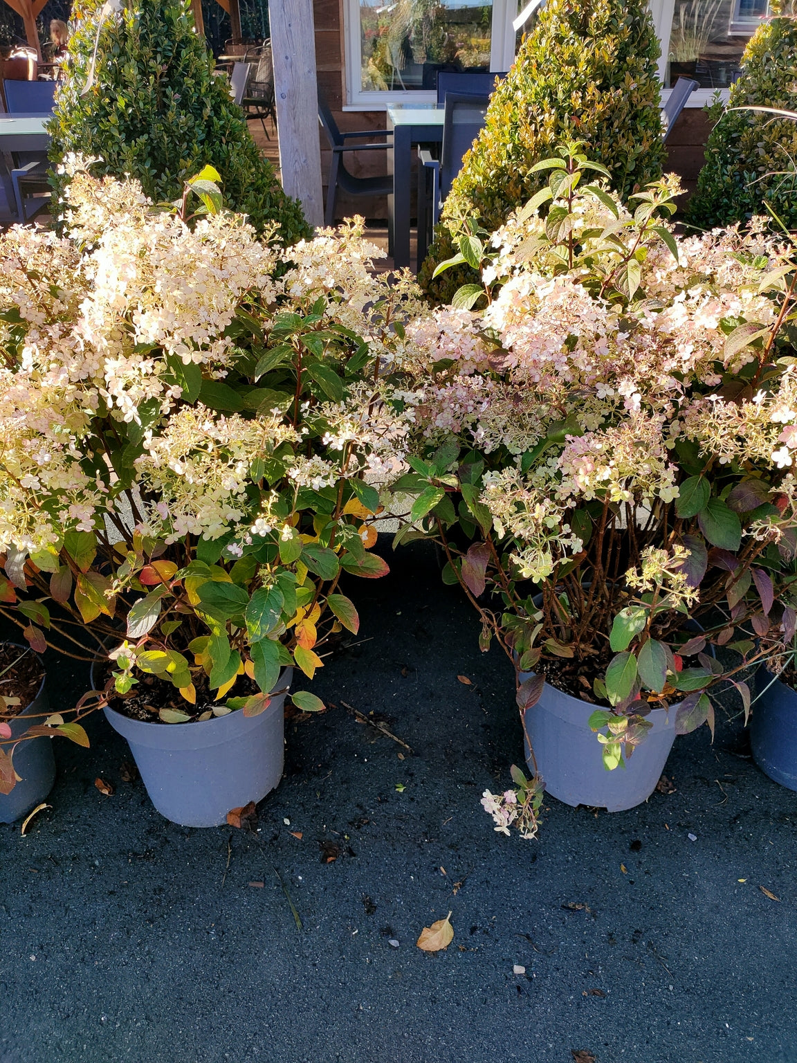 Hydrangea paniculata 'Bobo' -12L pot.