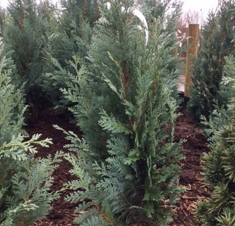 Chamaecyparis lawsoniana 'Columnaris Glauca' (Columnar Blue Lawson Cyp – Derwen Wholesale