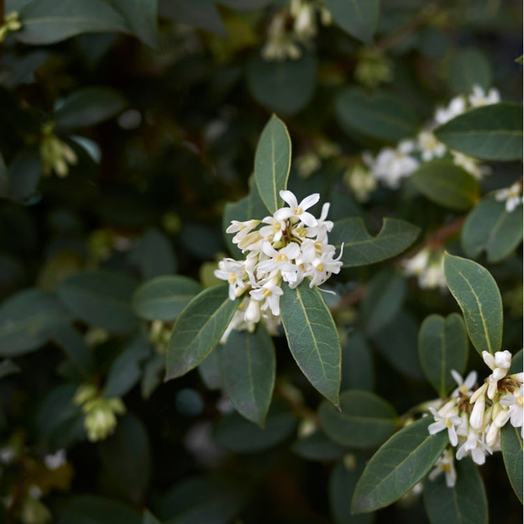 Osmanthus Burkwoodii Ball Topiary | Derwen Garden